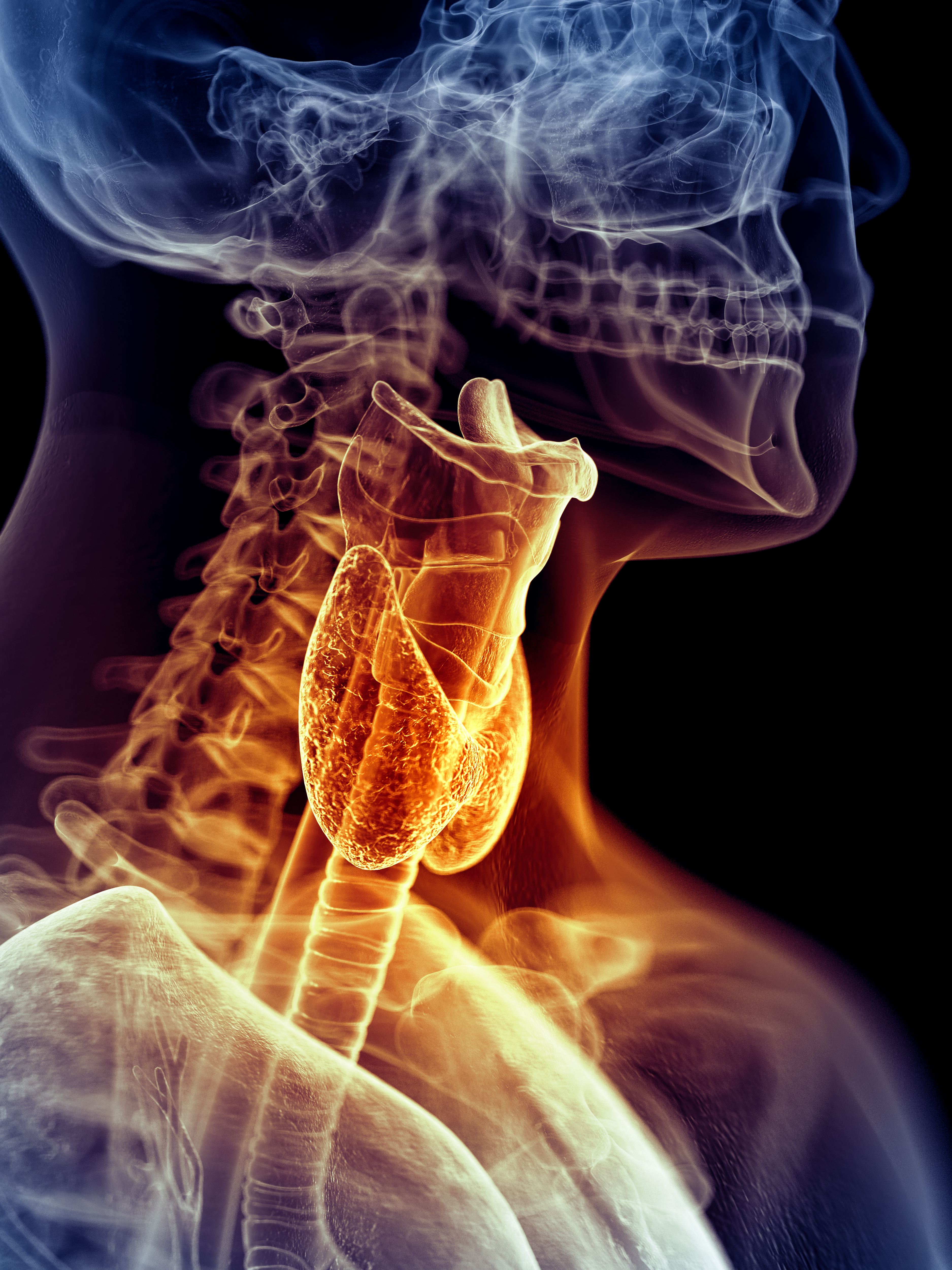 Conversion Of Thyroid Hormones T4 To T3 Medical Detective MD Conversion Of Thyroid Hormones T4 To T3 Medical Detective MD